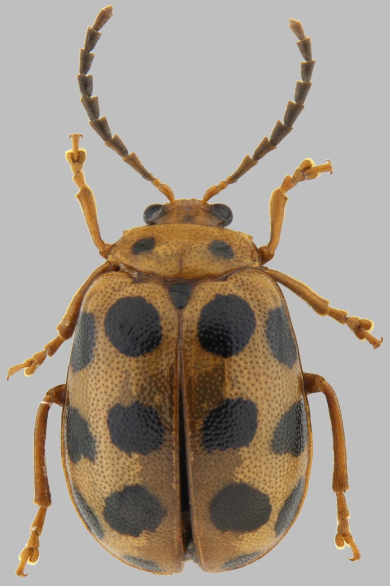 以“海珠”命名！广州海珠国家湿地公园发现昆虫新物种_南方网